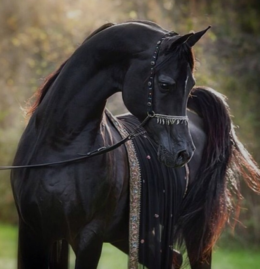 Beautiful Most Arabian Horse Ever The Most Beautiful Arabian Horses In