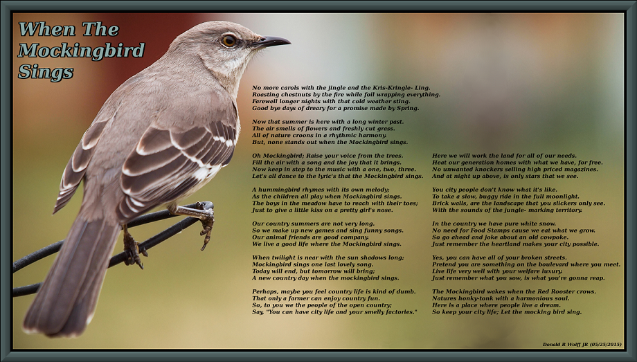 Mockingbird Song 55 Song Mockingbird Stock Photos, High Res Pictures,