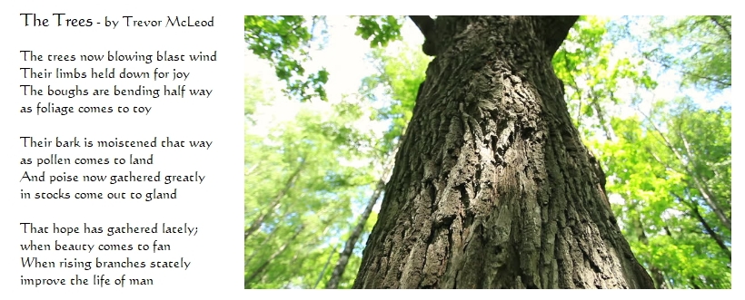 Tree Poetry Quotes Tree Quotes & Forest Quotes That Branch To Your