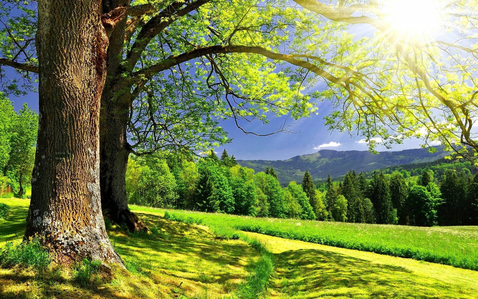 Have A Beautiful Day Wallpaper