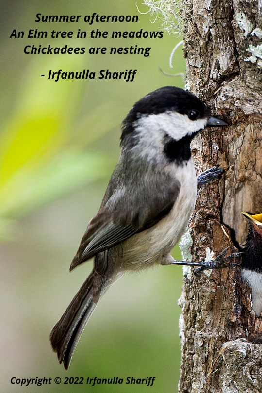 Chickadee Quotes