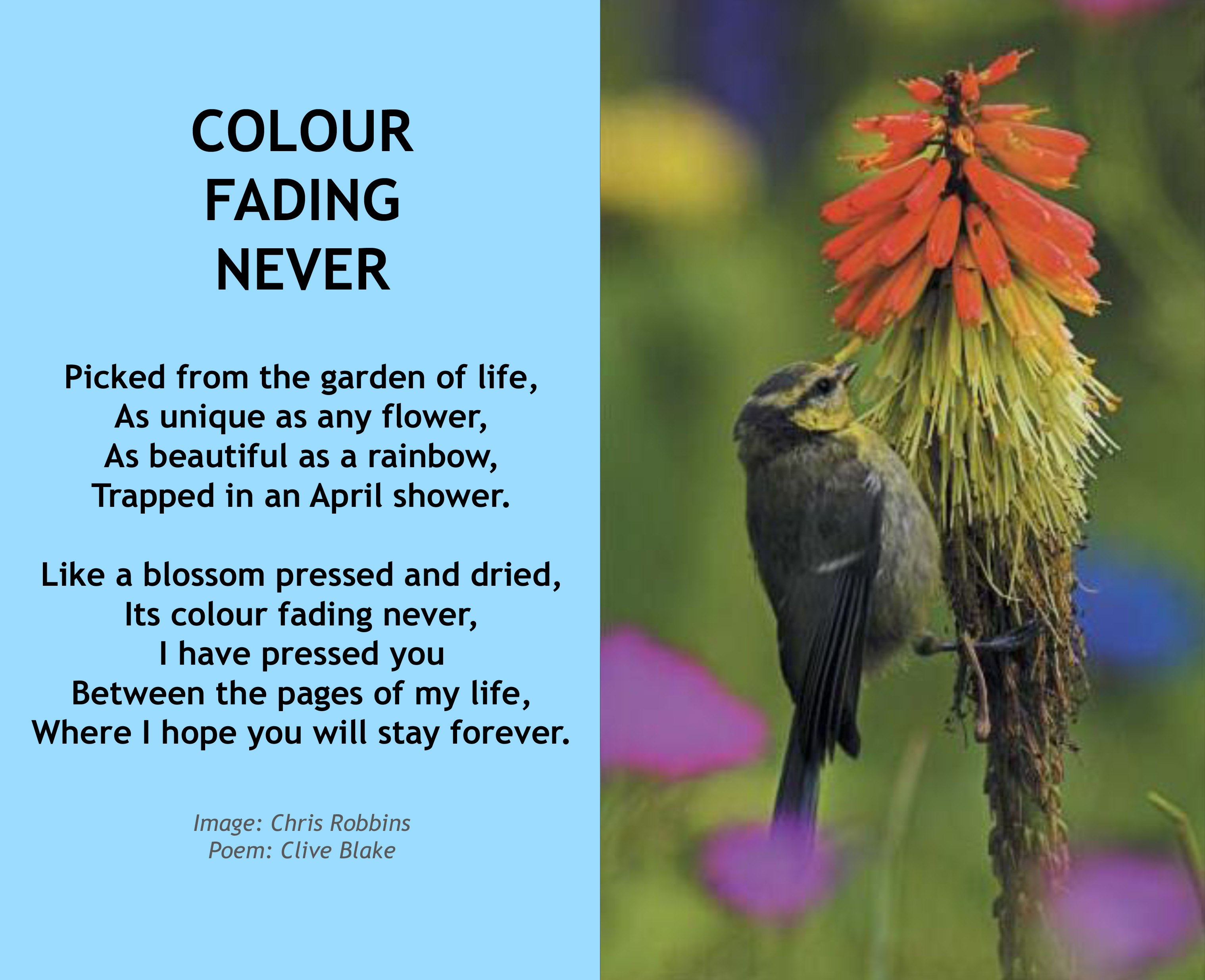 Fading Colours Quotes Golden Tabby Tigers Are An Extremely Rare Colour
